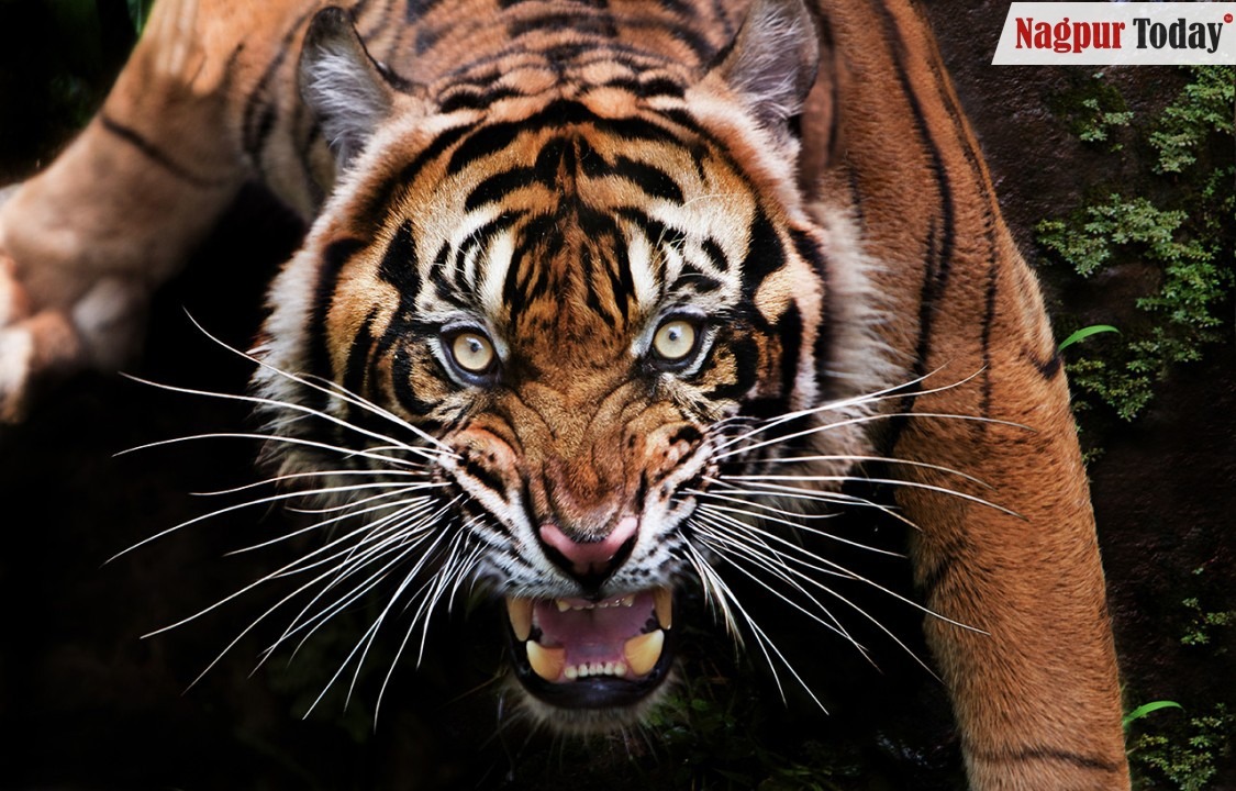 Killer of 7 persons, this elusive Pench tiger to be captured