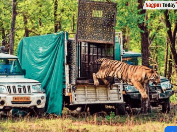 Injured T53 tiger released in Pench after recovery