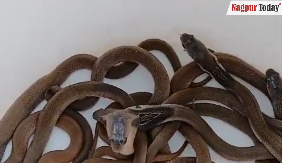 14 Cobra Hatchlings Found in Nagpur Home, Causing Panic