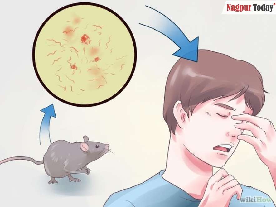 Health alarm: 9 Rat Fever cases detected in Nagpur