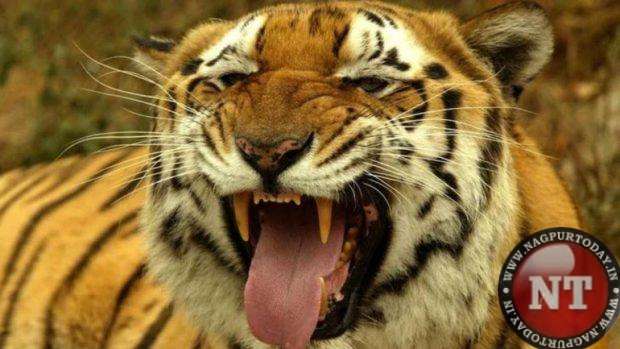 Ramtek’s man killer tiger identified by Forest Deptt