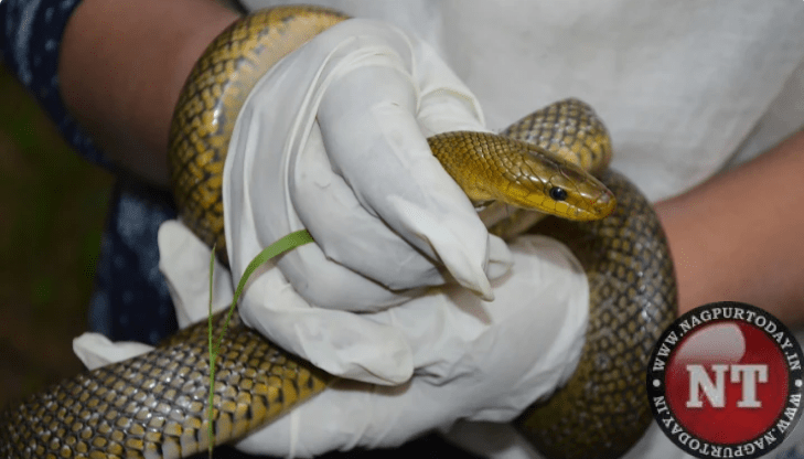 Panic as a snake comes to listen to DyCM Fadnavis' speech at Nagpur event!