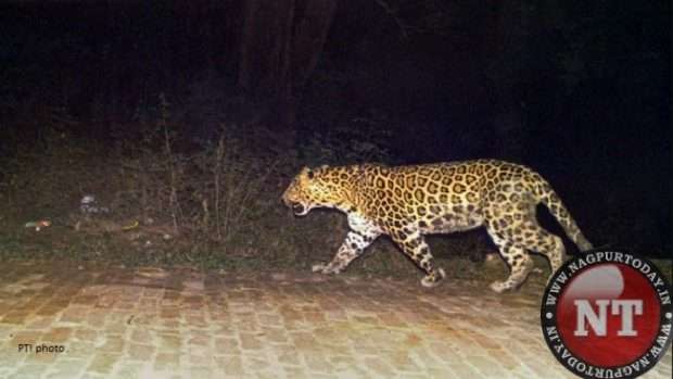 Panic as leopard spotted at KTPS colony near Nagpur