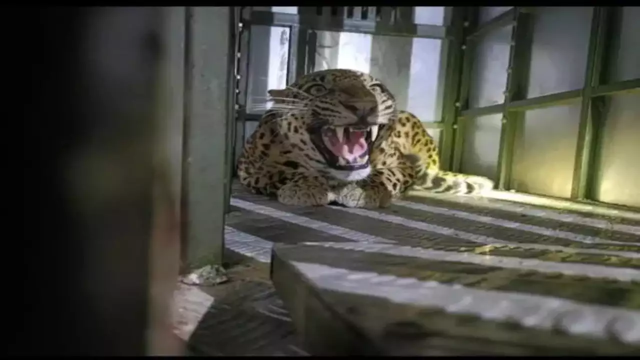 Leopard terror ends in Koradi Colony, big cat caged in late night operation