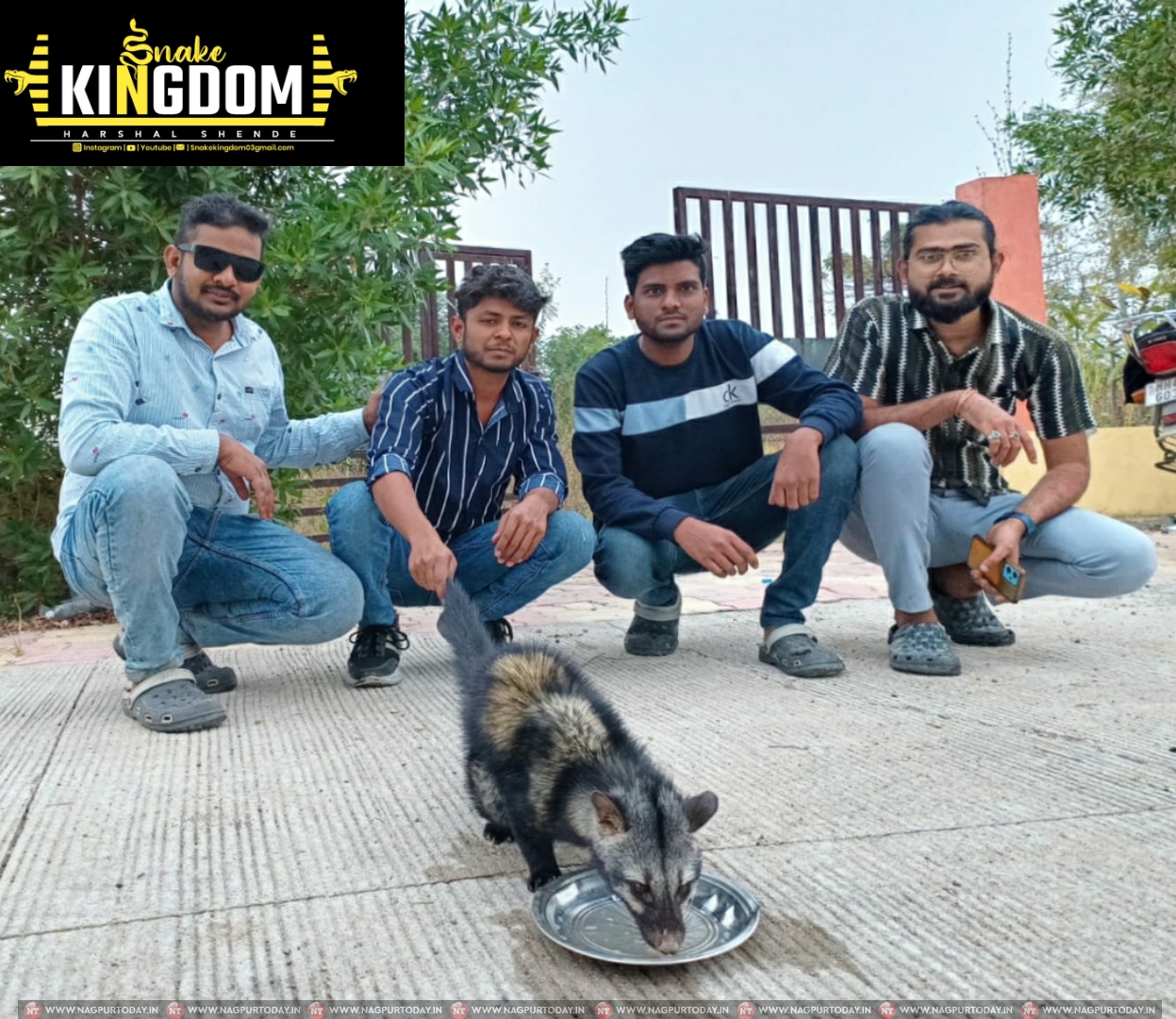 Civet cat, trapped in septic tank, rescued by Sarpamitra in Hingna, Nagpur