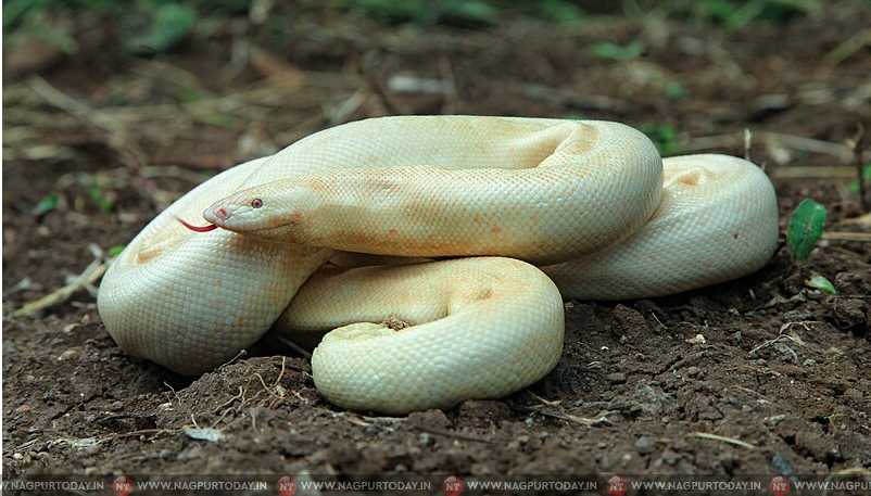 Rare Albino Common Sand Boa snake rescued in Nagpur’s Wathoda