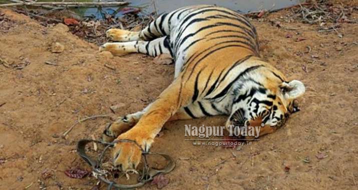 Biggest tiger poaching racket: Poachers paid Rs 8 crore digitally ...