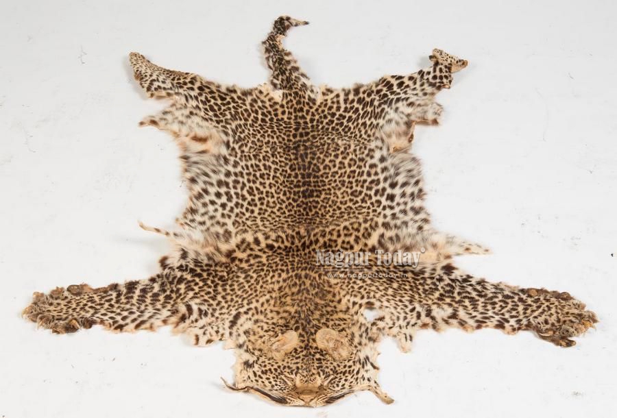 DRI Nagpur Seizes Leopard Skins, Ivory in Ujjain Wildlife Crackdown