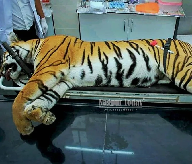 Famous Ranthambhore tigress Arrowhead dies of brain tumour