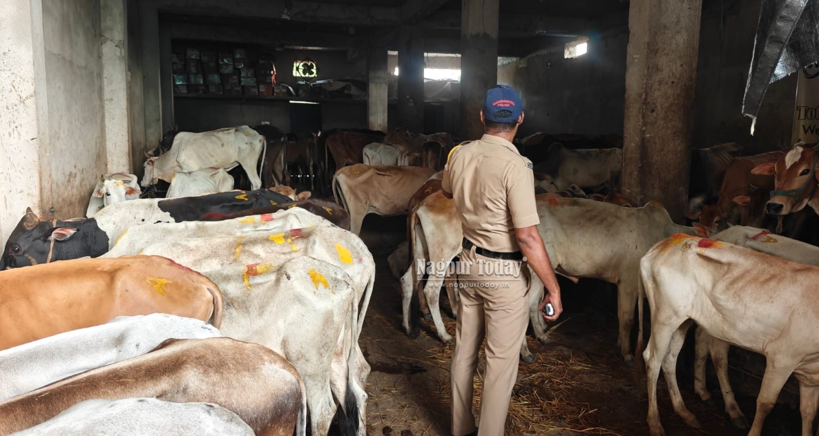 Nagpur cops rescue 200 cattle in Kamptee ahead of Eid al-Adha