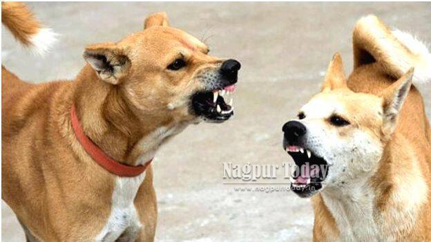 Stray dog terror: Are rabies vaccines available? HC asks NMC boss