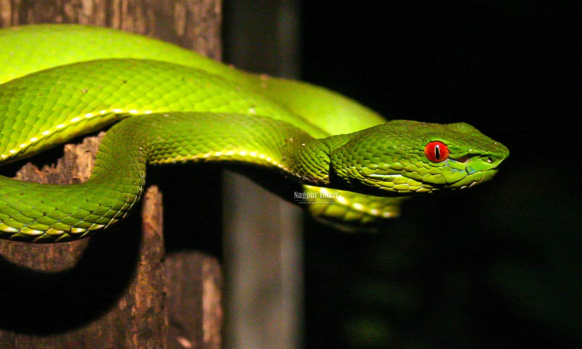 Rare find: Bamboo Pit Viper spotted in Nagpur’s Bharatwada; rescued