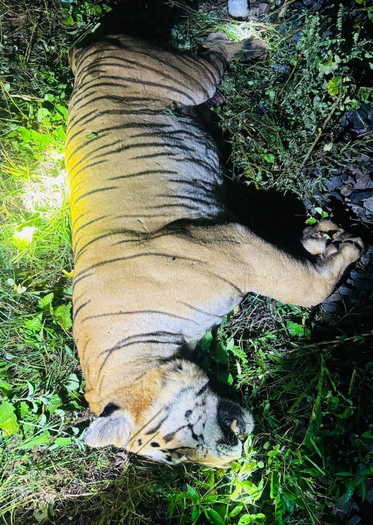 T40 'Bittu', Famous Tiger from Bramhapuri Division, Dies in Train ...