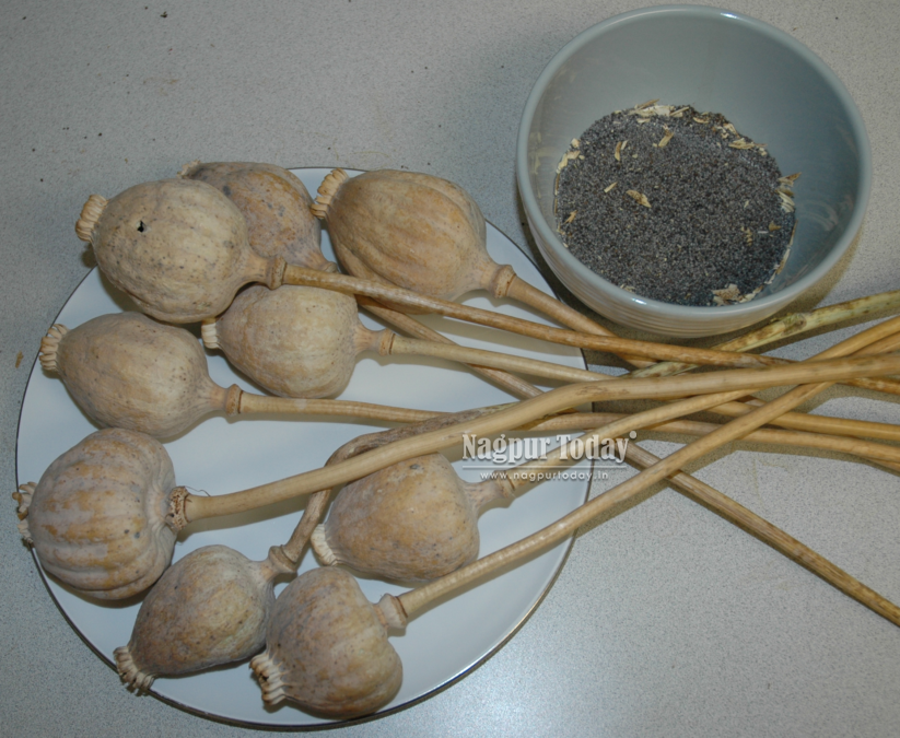 Operation Thunder: Two arrested with poppy straw powder in Nagpur