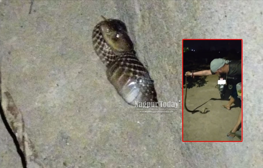 5-Foot Venomous Cobra Found on House Staircase at Midnight